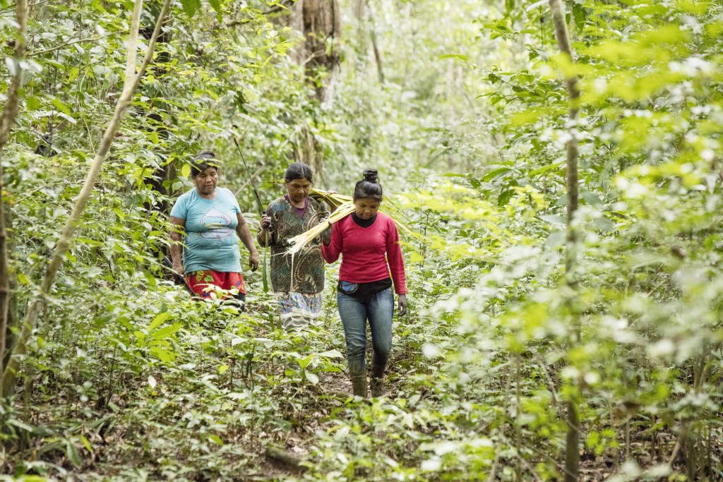 Indigenous culture needed to protect forests - If Not Us Then Who?
